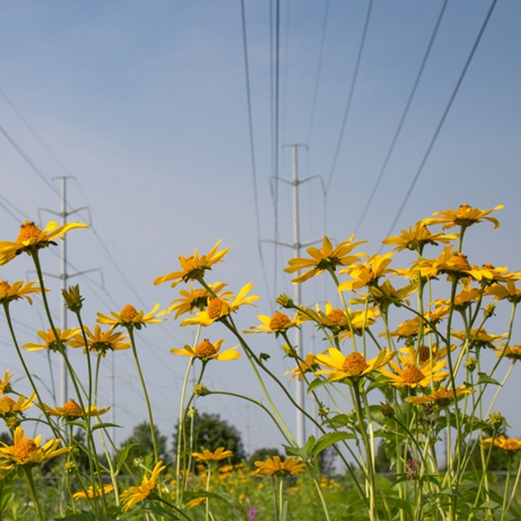 The Meadoway - Community Powered Green Spaces