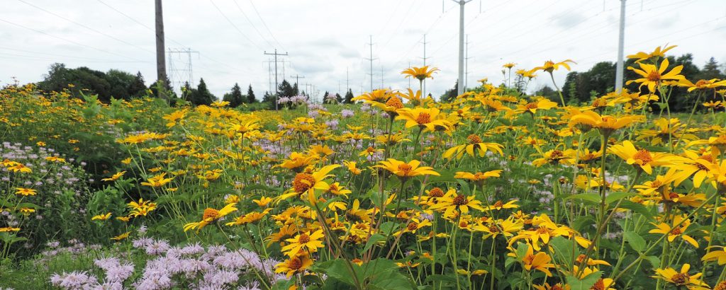 Meadow Restoration - The Meadoway