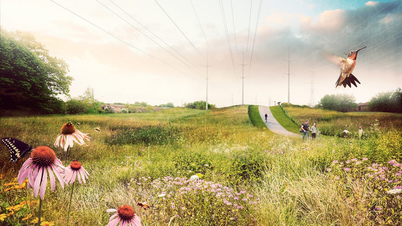 Trail Building and Meadow Restoration Updates - The Meadoway