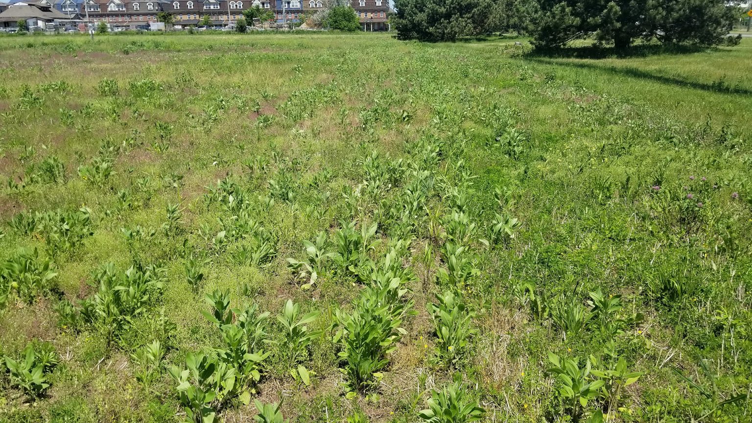 Trail Building and Meadow Restoration Updates - The Meadoway