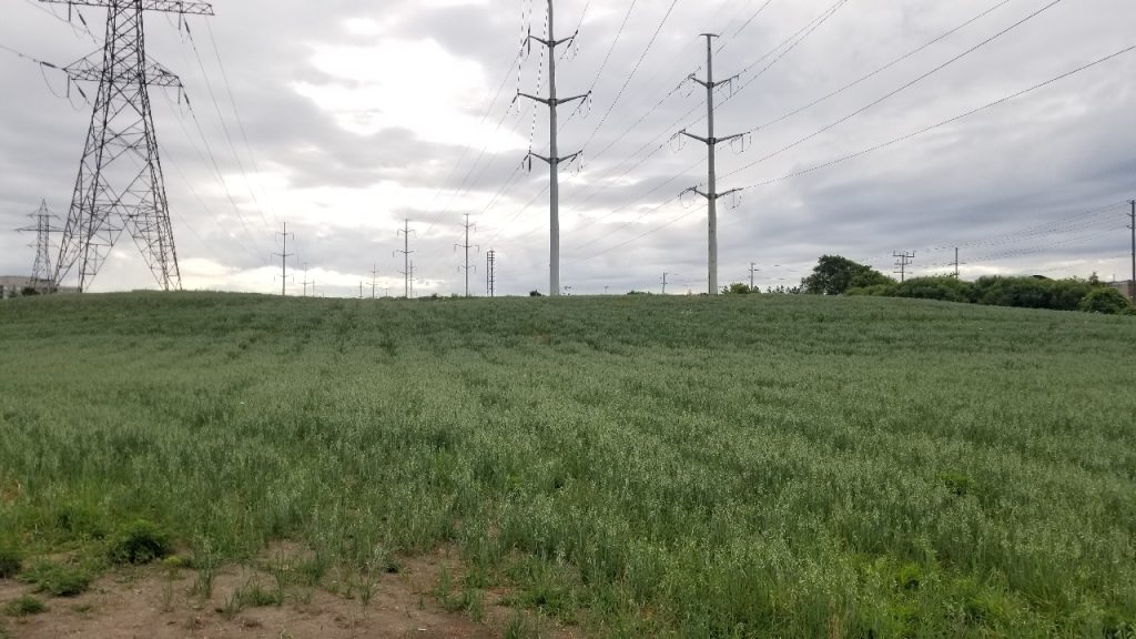 Meadow Restoration - The Meadoway