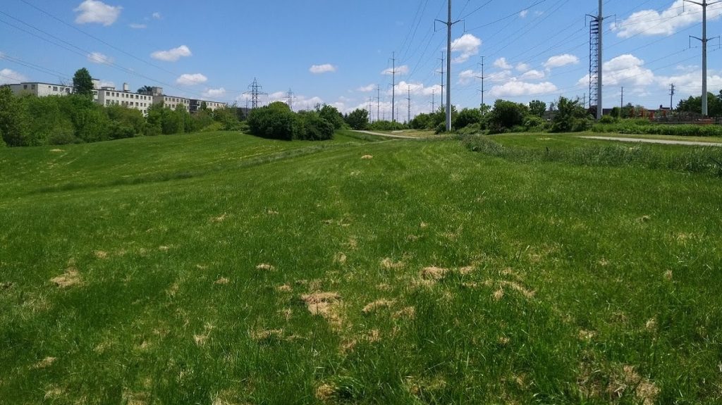 Meadow Restoration - The Meadoway