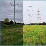 Meadow Restoration - The Meadoway