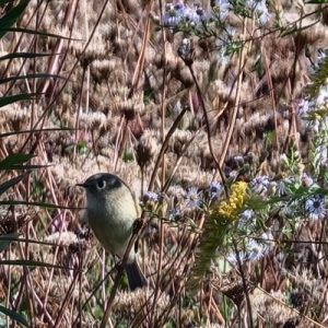 Trail Building and Meadow Restoration Updates | The Meadoway