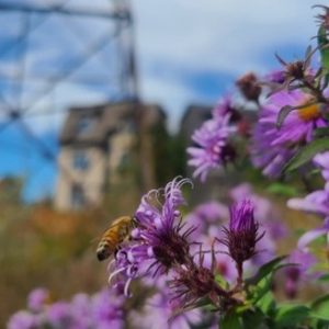Trail Building and Meadow Restoration Updates | The Meadoway