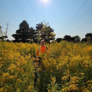 Trail Building and Meadow Restoration Updates - The Meadoway