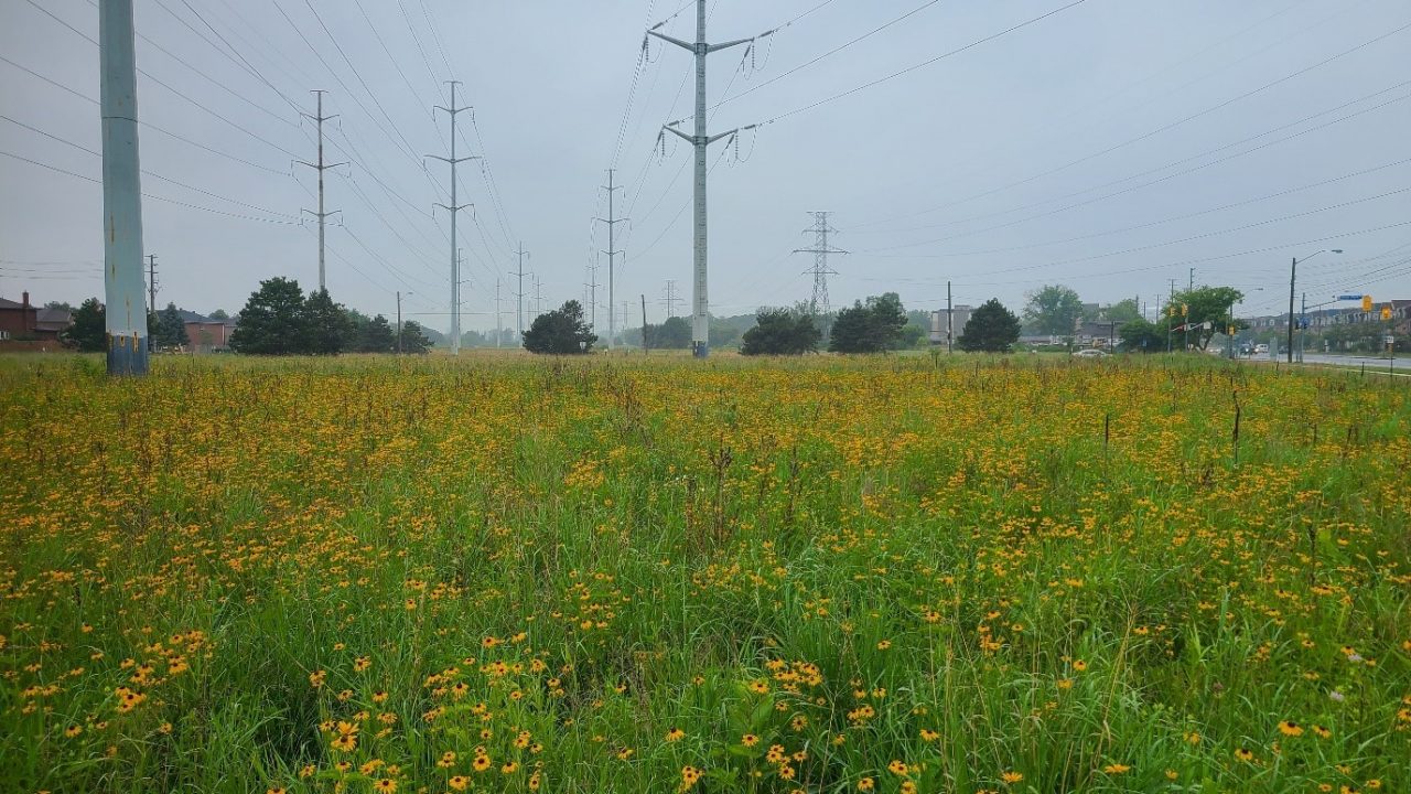Trail Building and Meadow Restoration Updates - The Meadoway